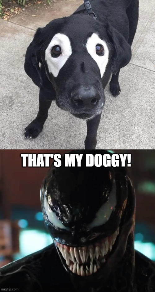 We are Venom-Dog! - 9GAG