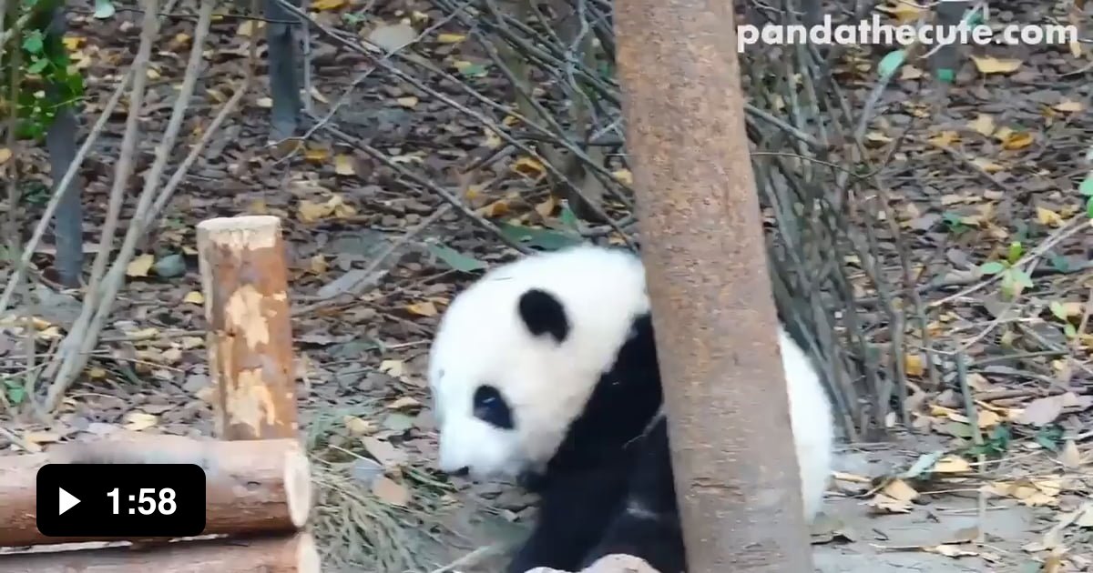 Clumsy baby panda attacks lazy and peaceful panda - 9GAG
