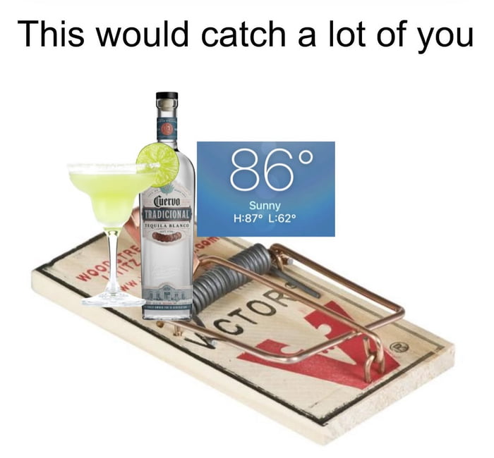 The most tempting trap I've ever seen - 9GAG