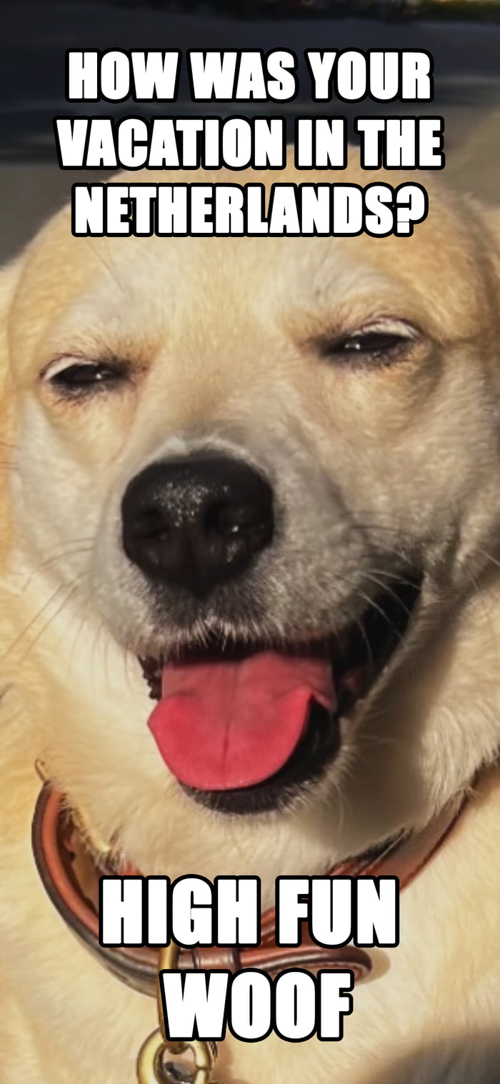 Nettherlands-Vacation-Doggo - 9GAG