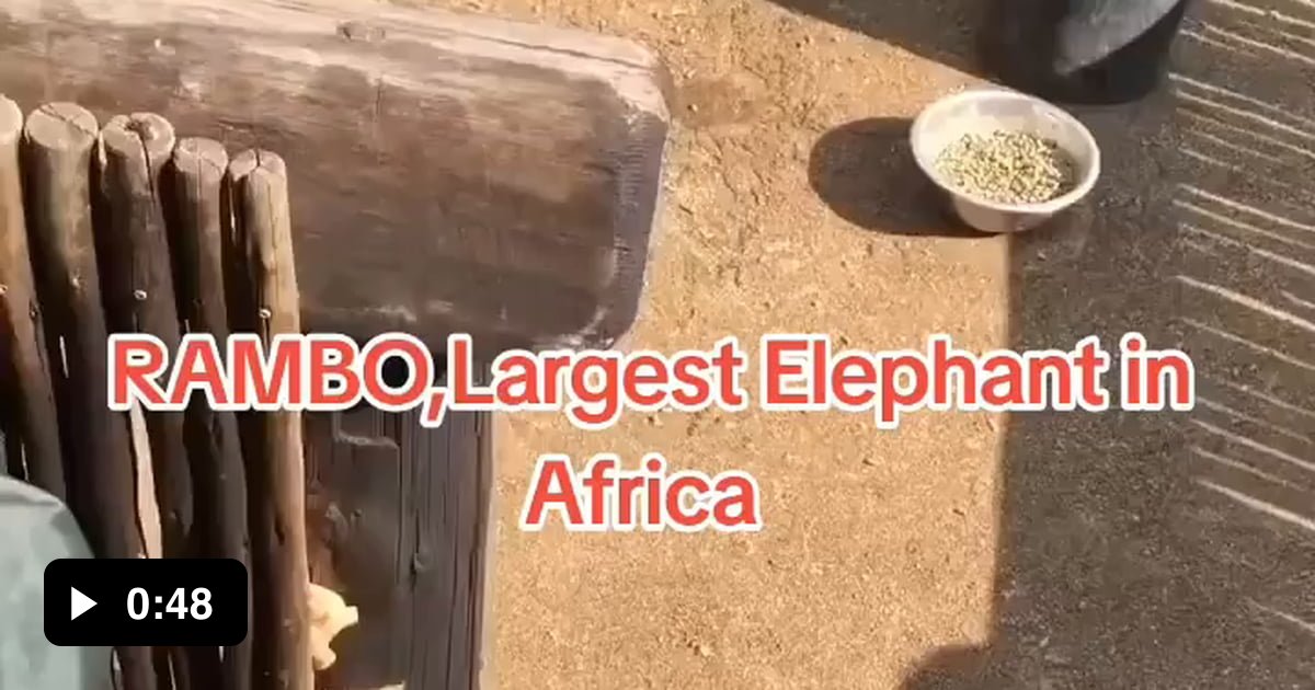 Meet Rambo, Africa's largest elephant - 9GAG