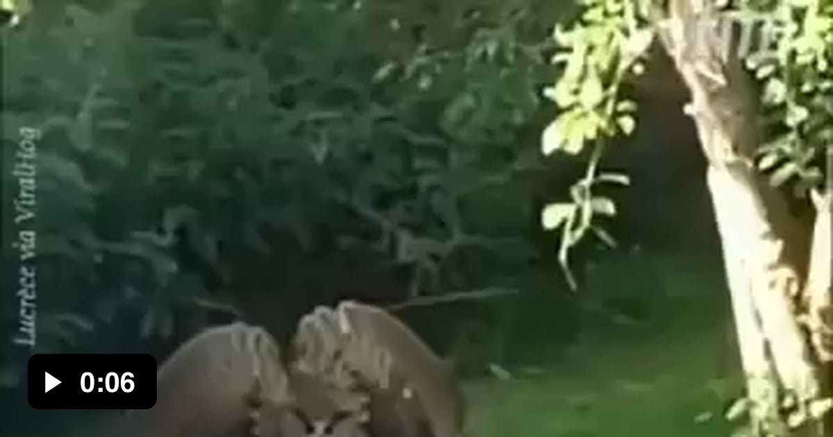 The owl makes a clear statement to the cat - 9GAG