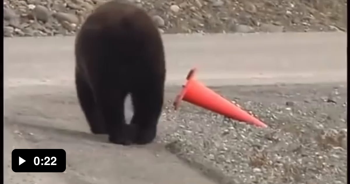 Bear helped fix the fallen cone - 9GAG