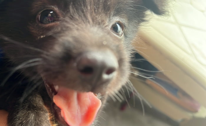 A very happy puppy! - 9GAG