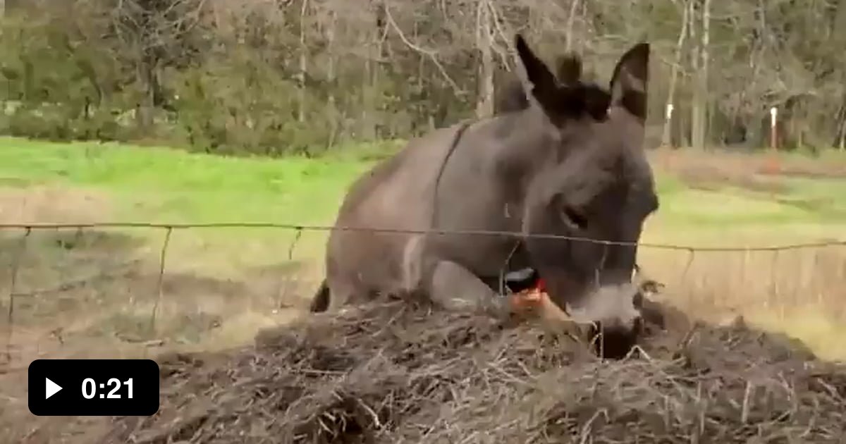 Donkey loves his toy - 9GAG