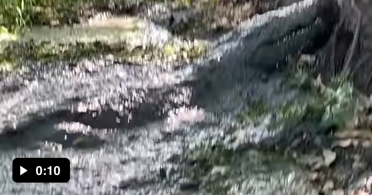 SNEAKY SNEAKY CROC😳 - 9GAG