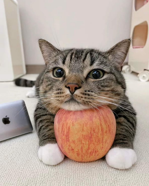 He loves Apples - 9GAG