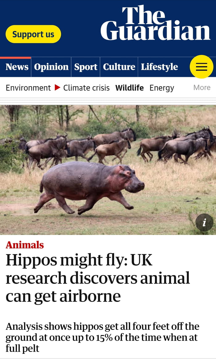 It takes a scientific mind or to be a 9gagger to see the grunting hulk of a hippopotamus and ...