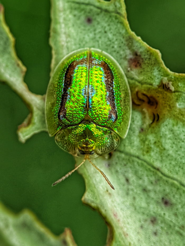 Green tortoise beetle macro photography using OnePlus 13R - 9GAG