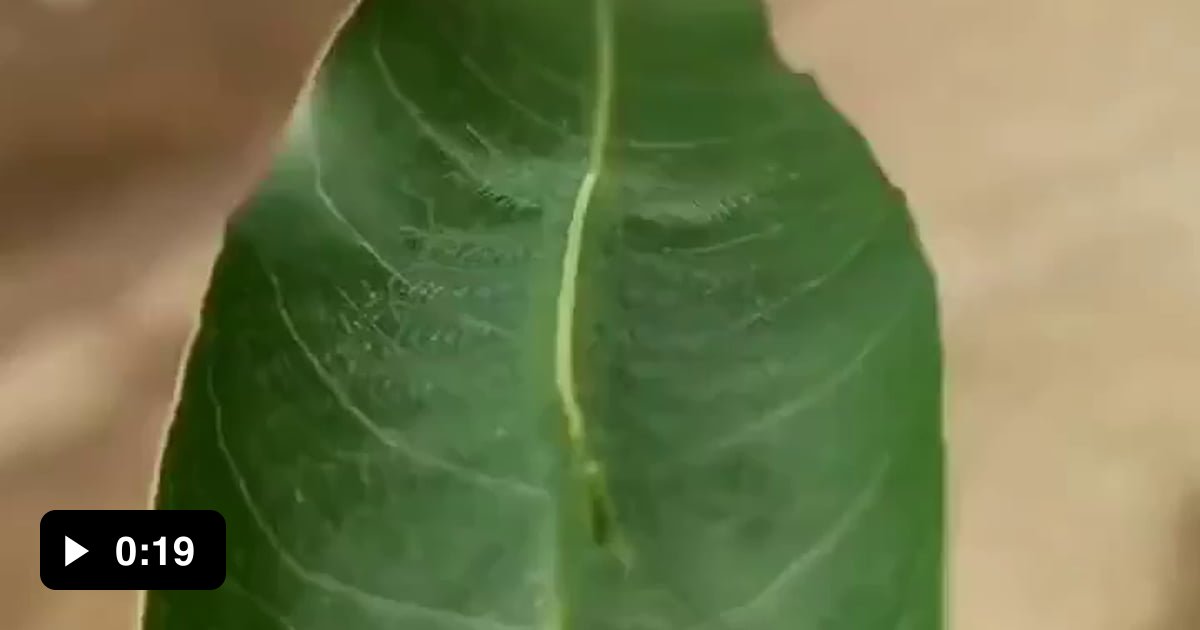 Nature's artistry on full display with this incredible camouflage - 9GAG