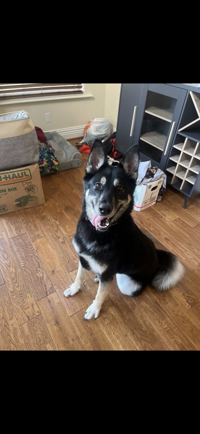 Tired of all the sad dog posts. This is my happy dog. Her name is Touka ...