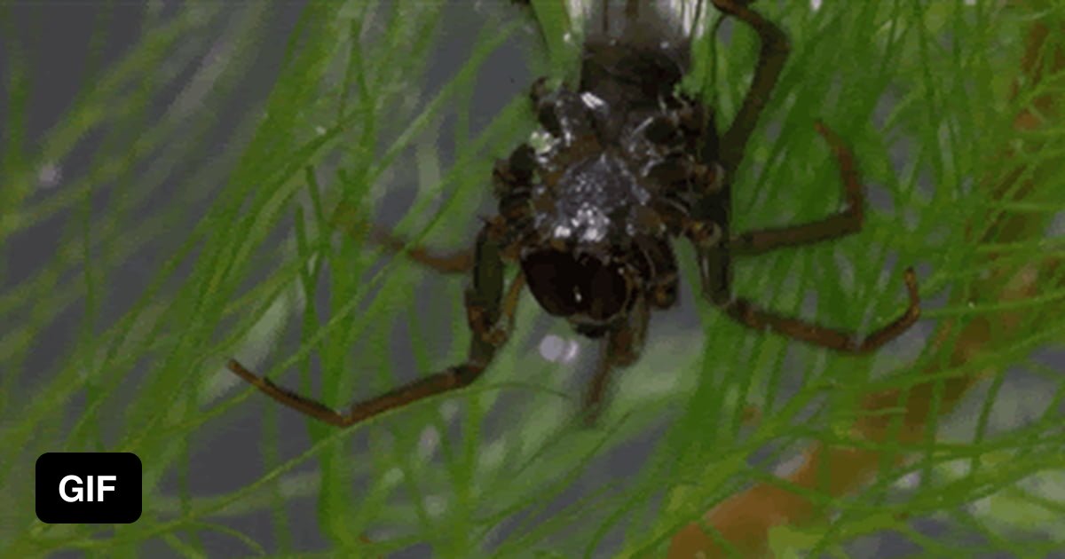 The argyroneta aquatica (diving bell spider) using hydrophobic hairs to capture air they're the ...