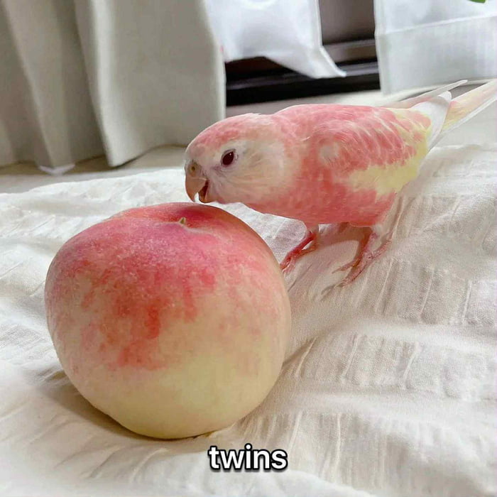 Peach and its mini-me - 9GAG