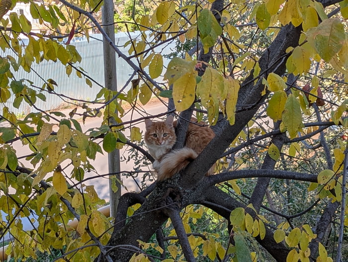 I was looking for my parents' cat and found him outside the window ...