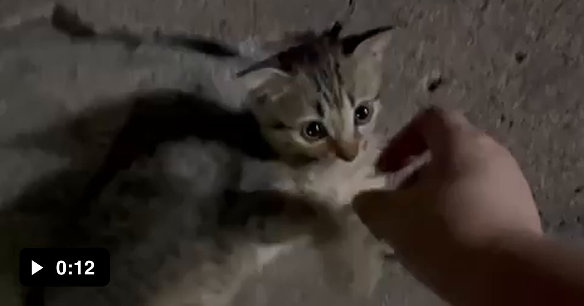 Soooo Cuuute 9gag