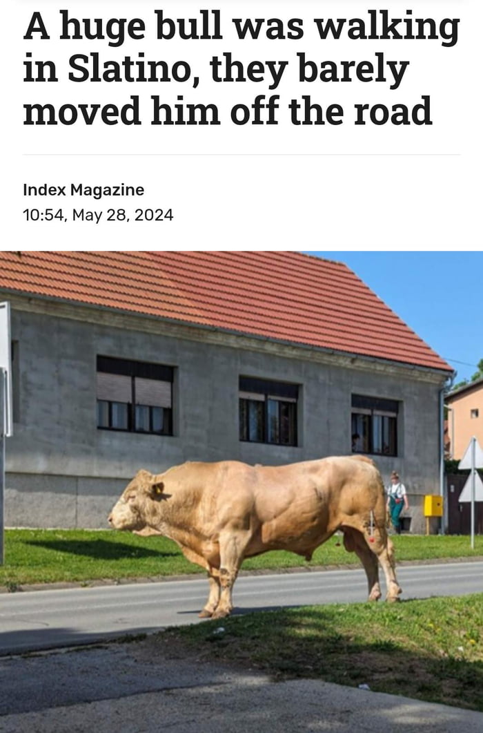 Huge immovable bull, delayer of traffic - 9GAG