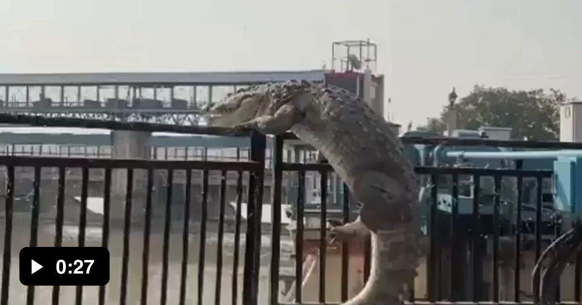 Crocs can climb fences. - 9GAG