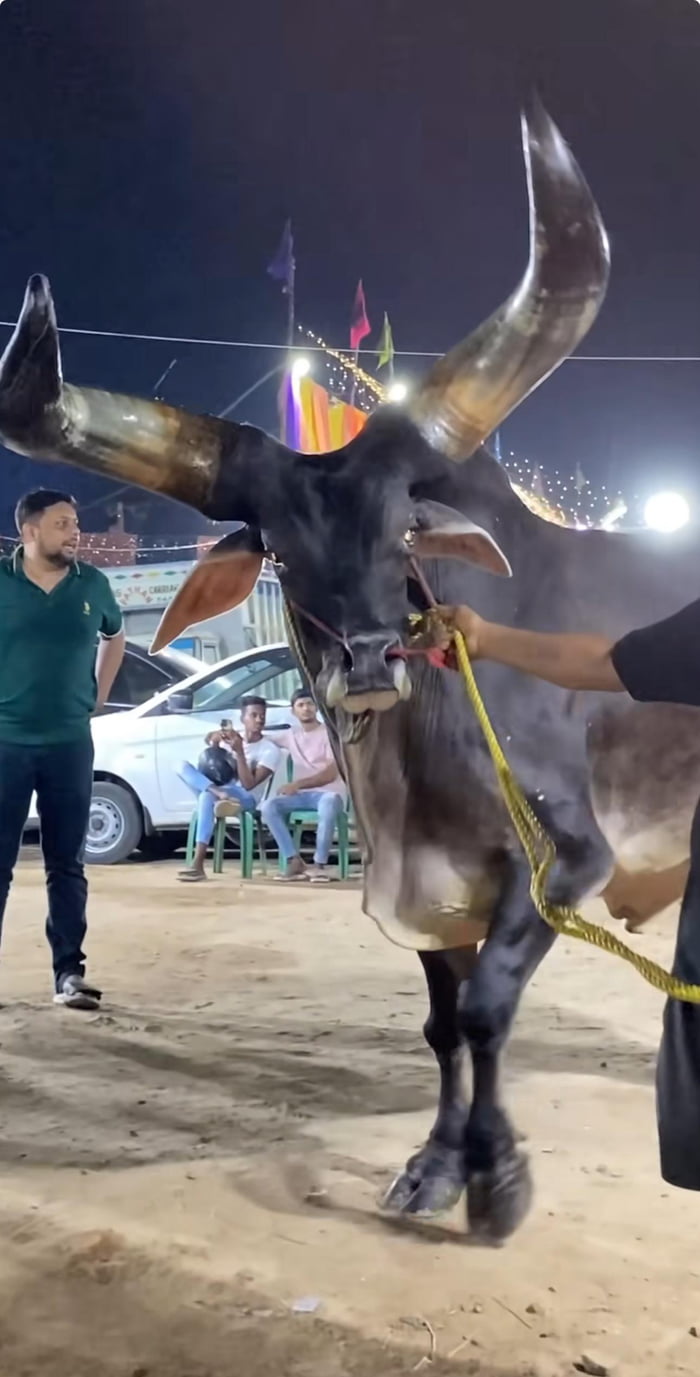 Of an ox in India - 9GAG