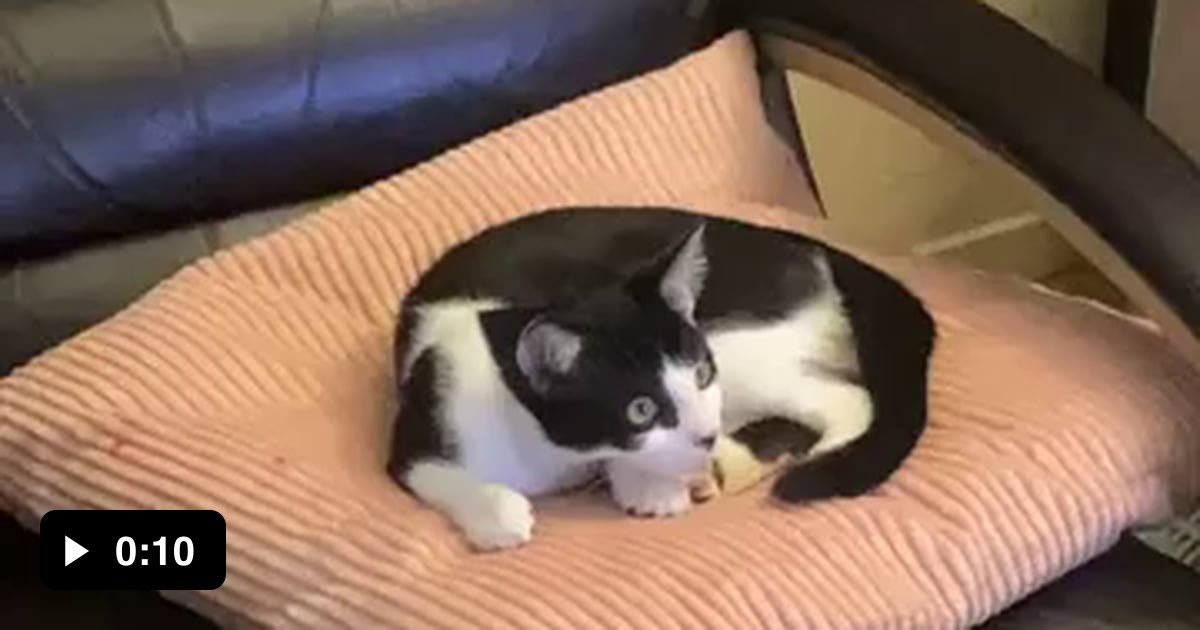 Hope this gives someone a chuckle, look at this little cutie and her ...