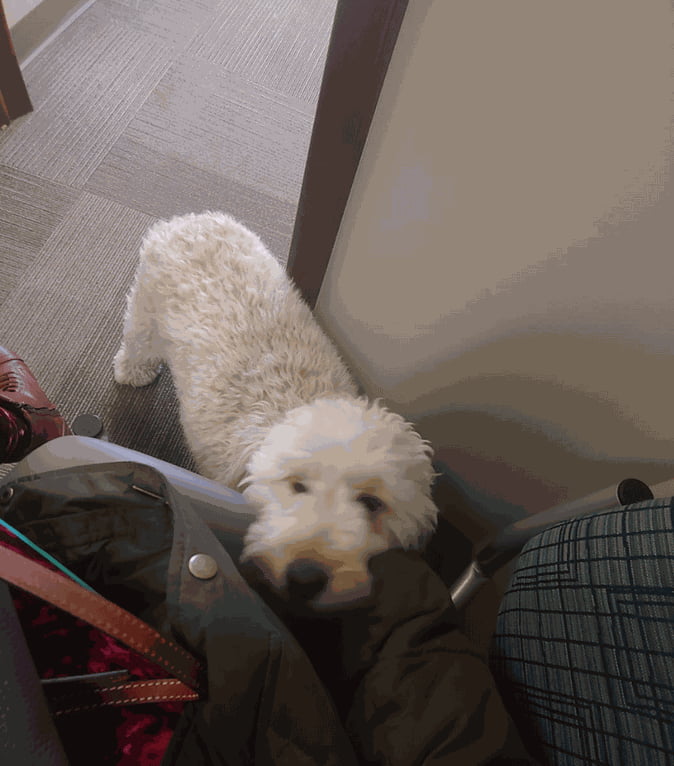 Coco, the office dog, provides comfort during dental visits. She'll ...