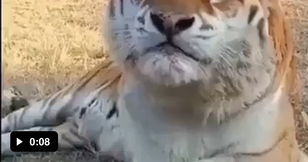Ever seen a tiger sneeze? - 9GAG