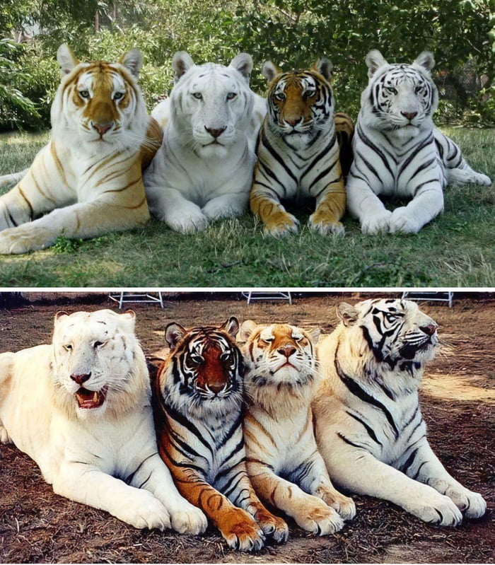 Some rare pictures of the tigers with different tones. - 9GAG