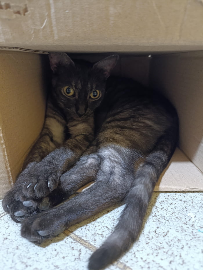 He likes to be in the box - 9GAG