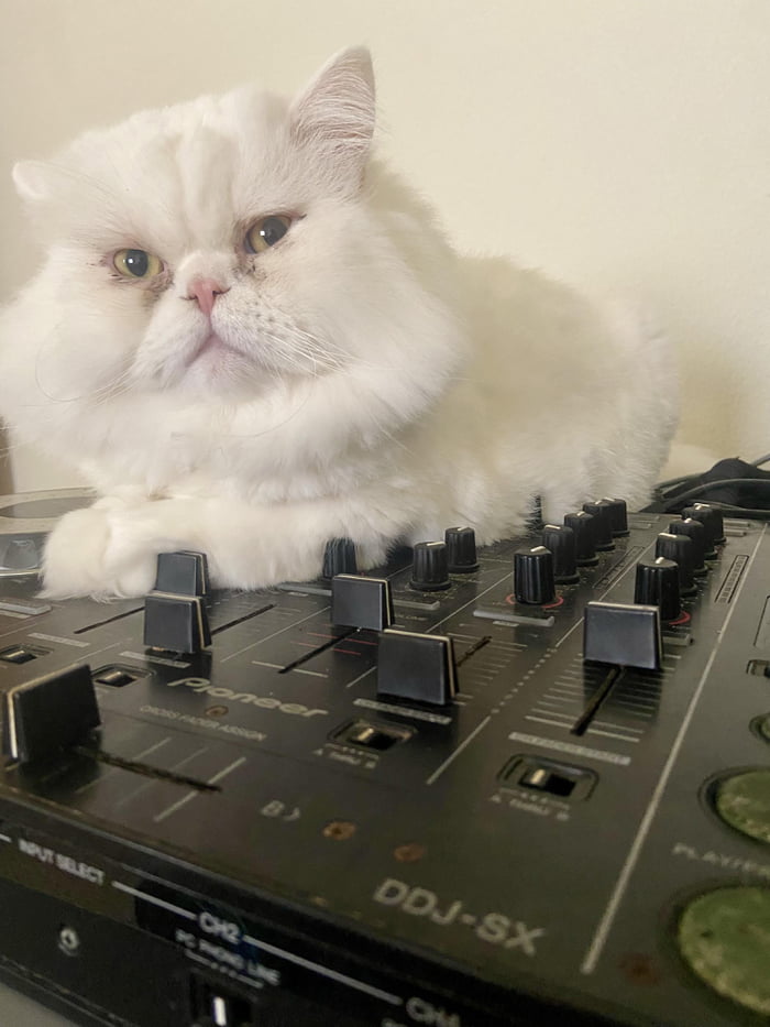 DJ Cat - 9GAG