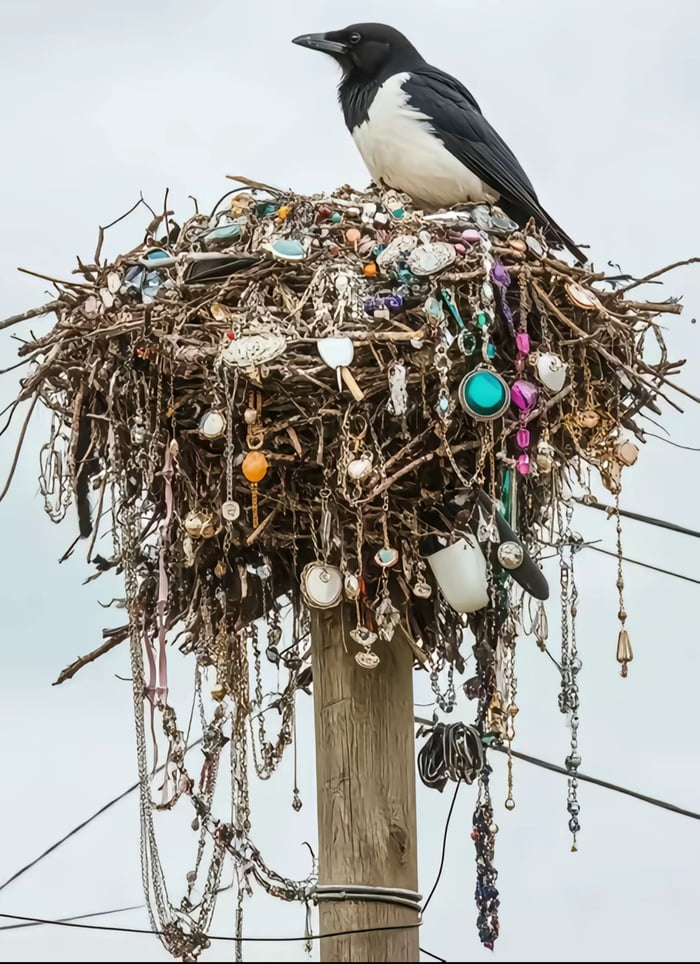 The magpie of wealth - 9GAG