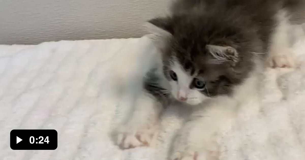 Fluff Smol Playtime - 9GAG