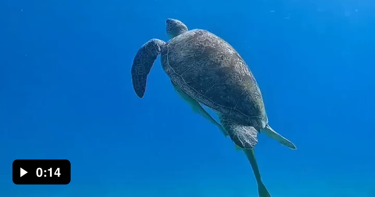 Sea turtle pooping - 9GAG
