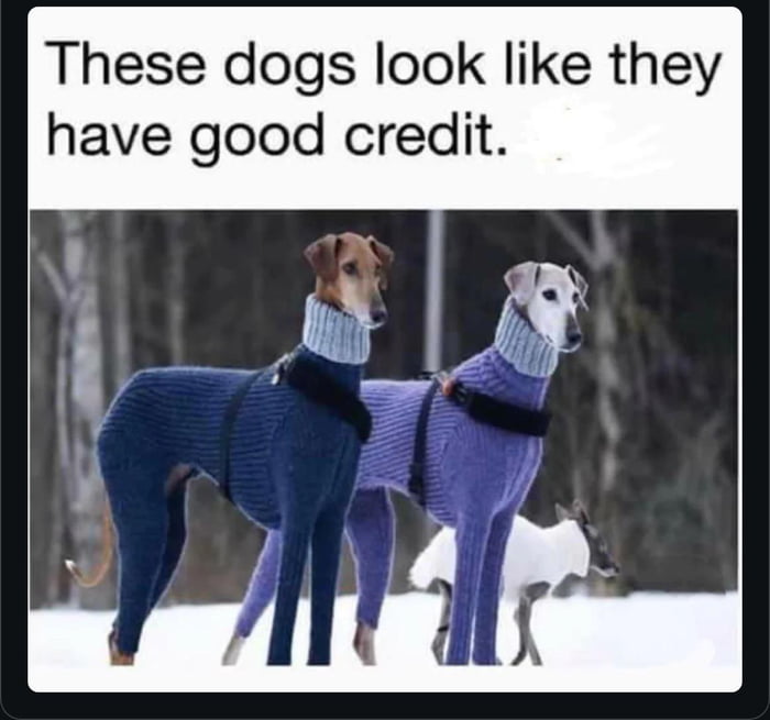 These dogs definitely have a better credit score than me - 9GAG