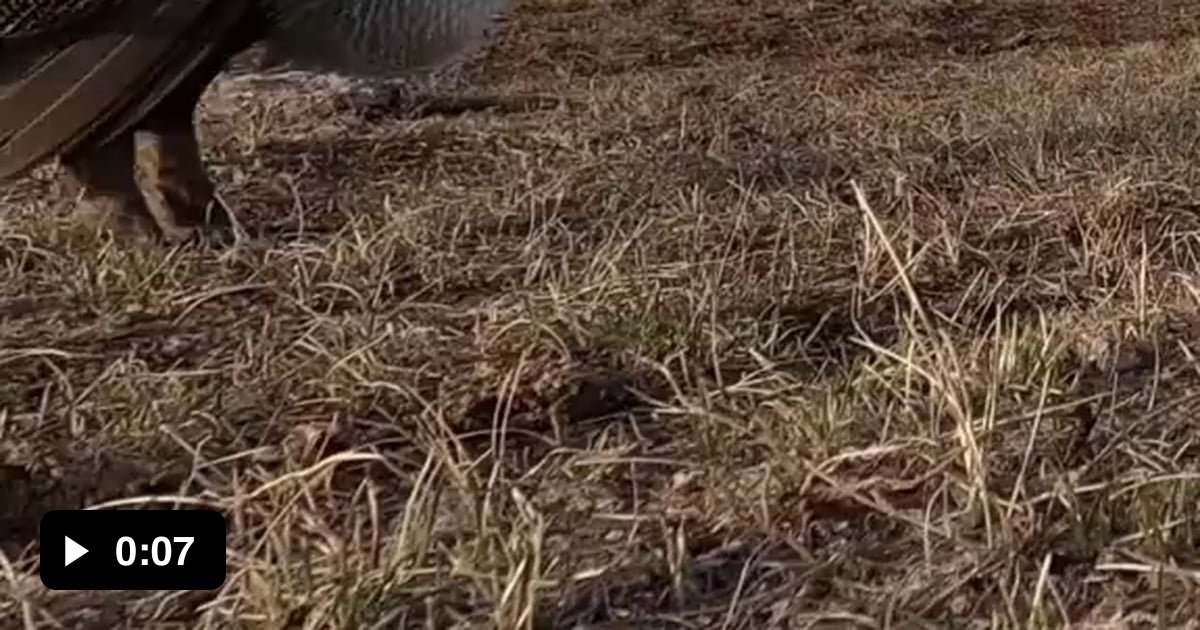 Birb with huge ball sacks - 9GAG