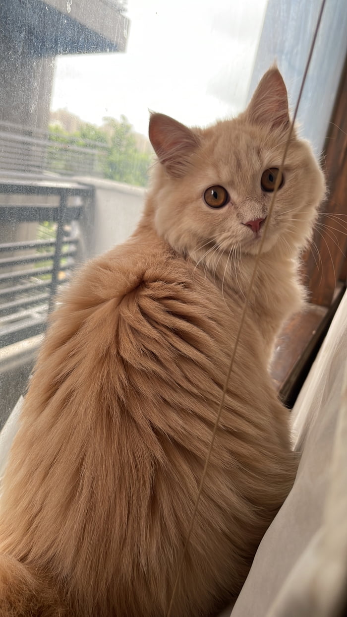 Meet Goobloo the golden fluff ball - 9GAG