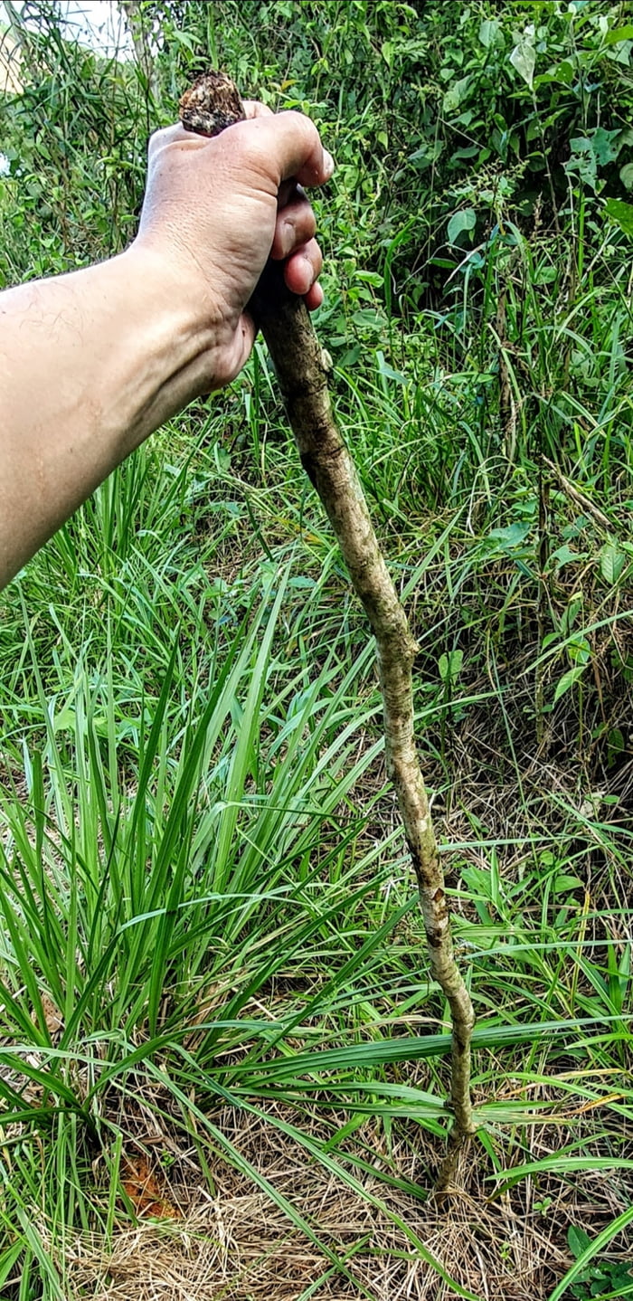 Rate my stick - 9GAG