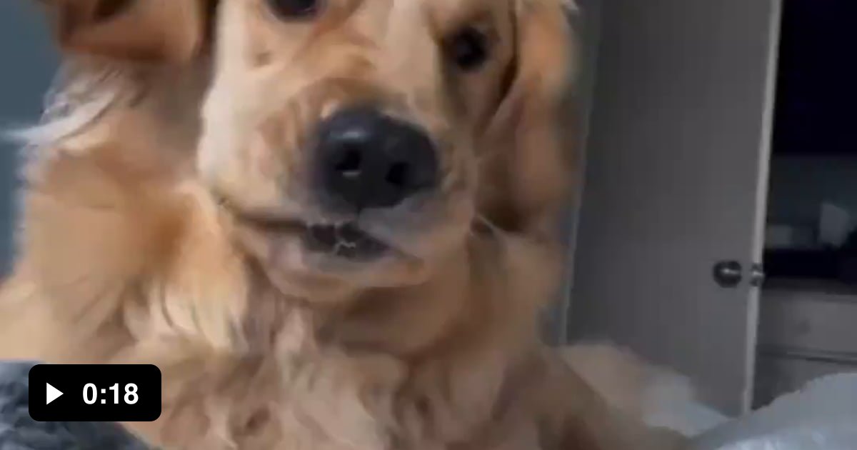 Very talkative pupper - 9GAG