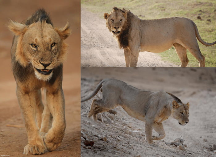 Male Lions in the Tsavo region are known for having short manes and ...