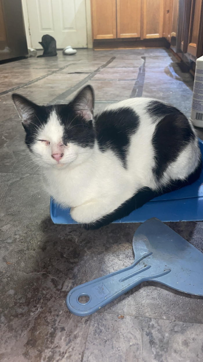 Dustpan kitty - 9GAG