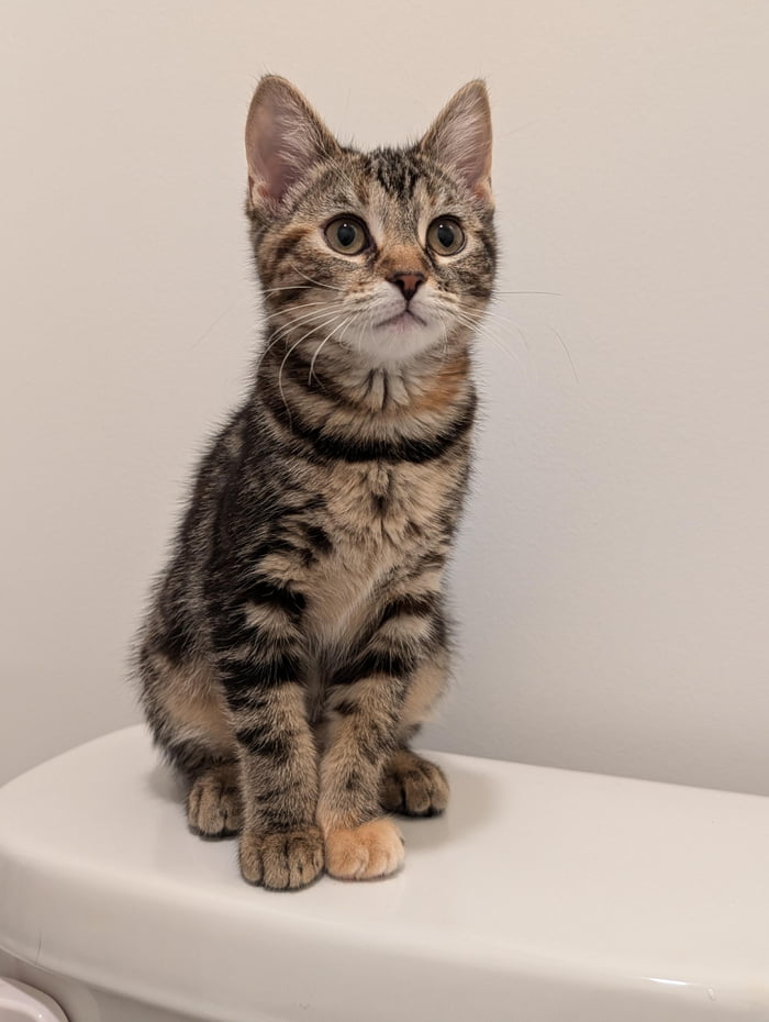This Small Cutie Needs A Name 9gag 4218