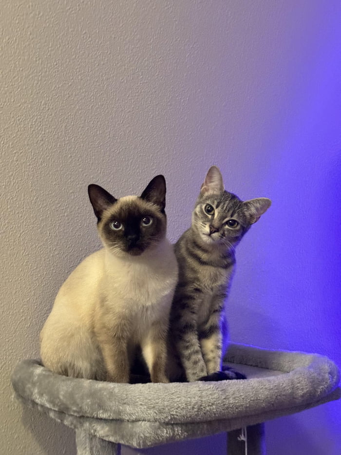 My gf just took the best photo of our 2 cats I’ve ever seen - 9GAG
