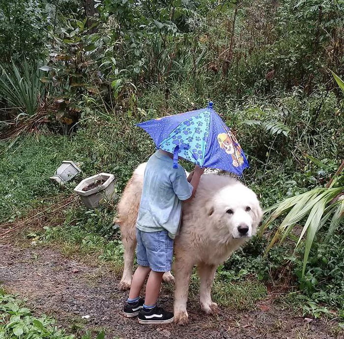 Lil B keeping Lucy dry - 9GAG