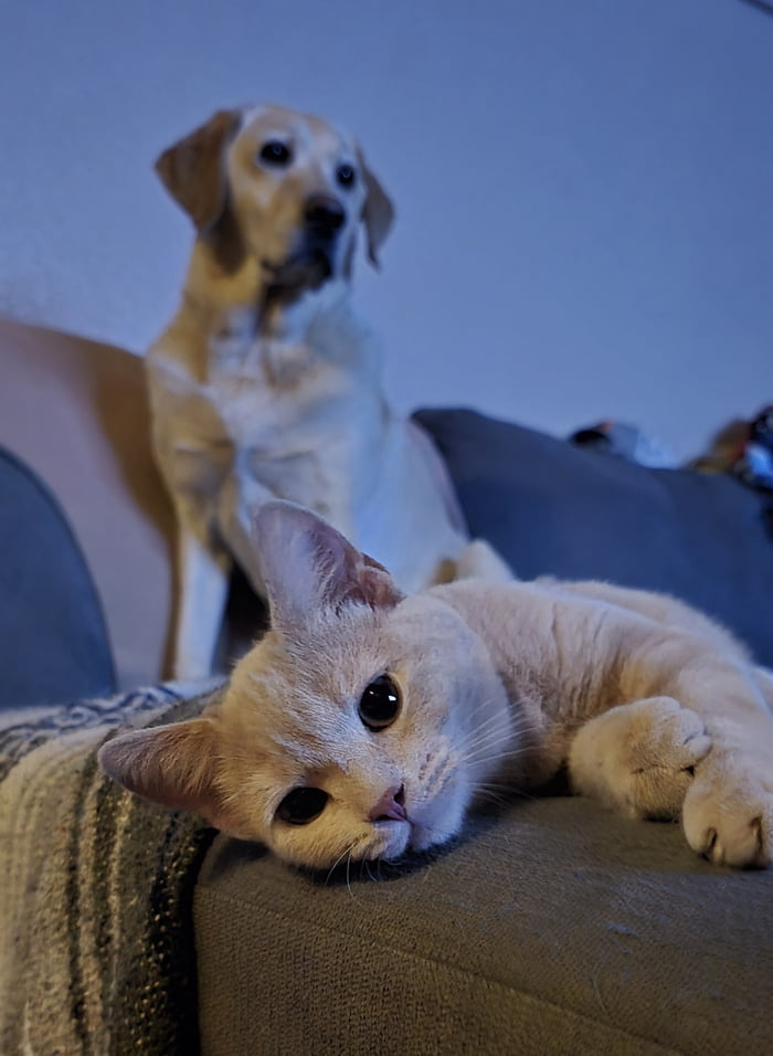 The Tawny Two - 9GAG