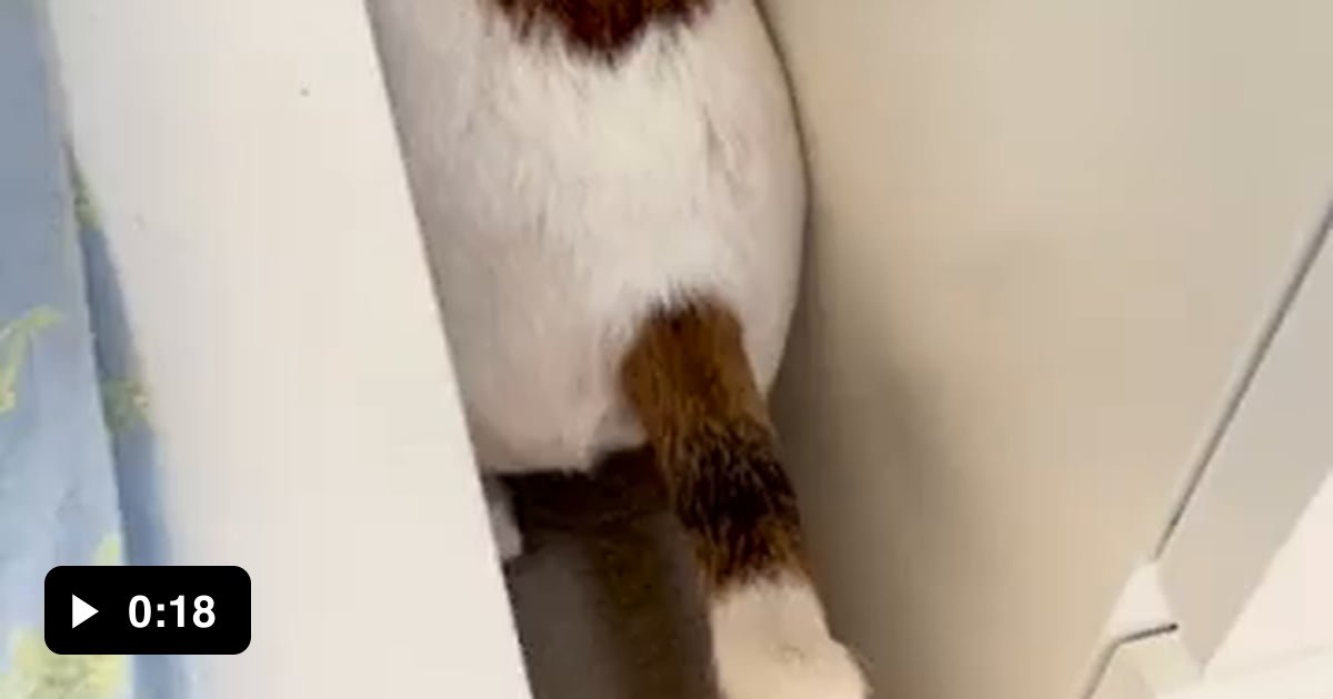 Alfie put it in reverse - 9GAG