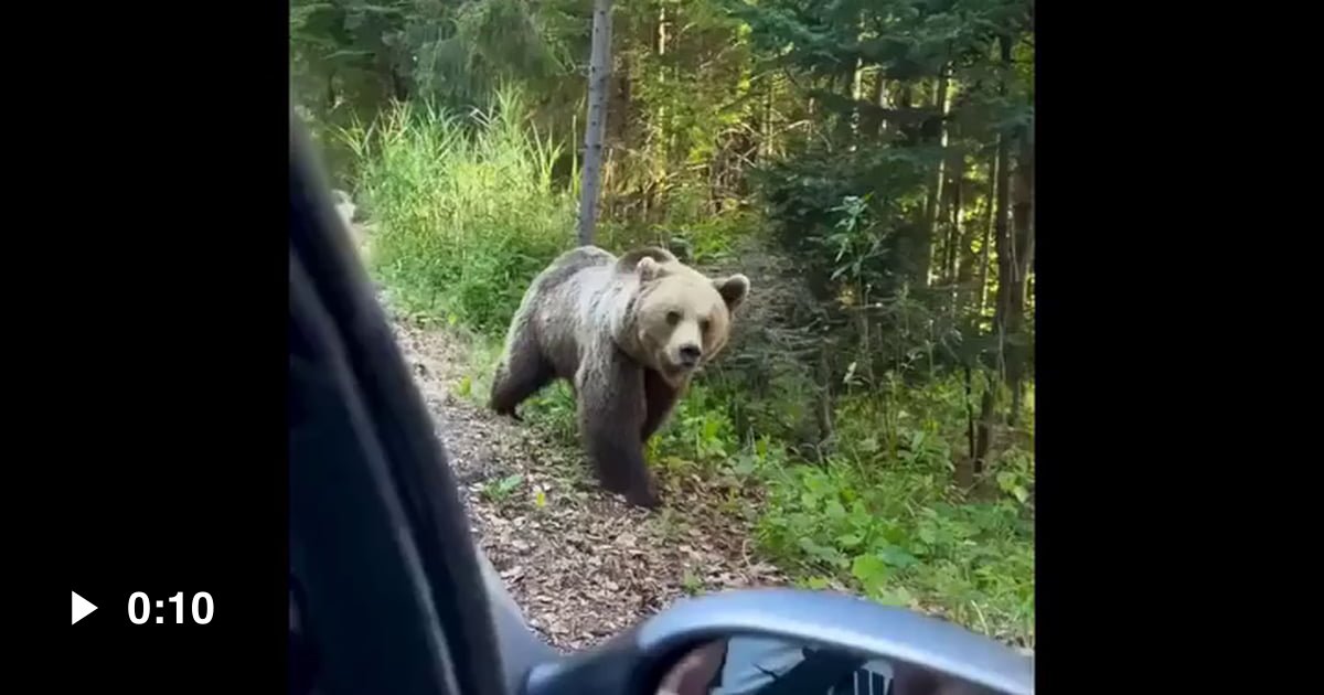 Feeding a wild bear - 9GAG