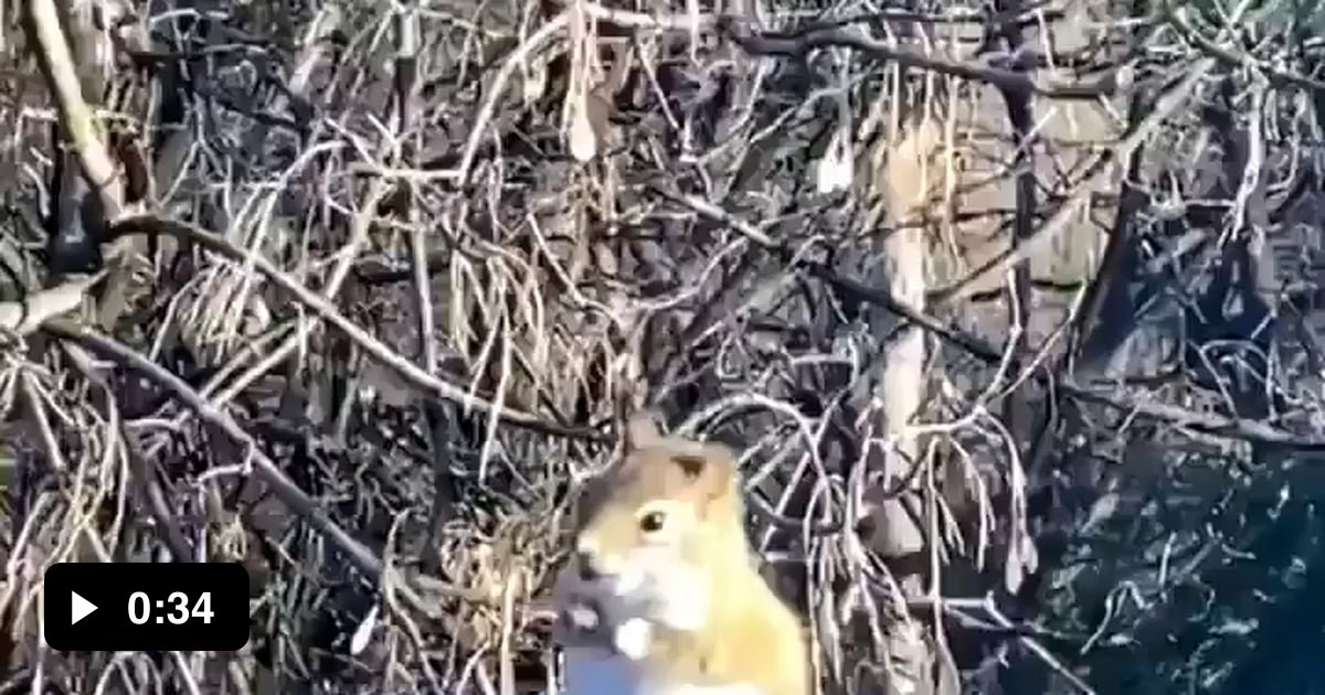 Squirrel getting drunk on fermented pears, I feel bad for the little guy - 9GAG