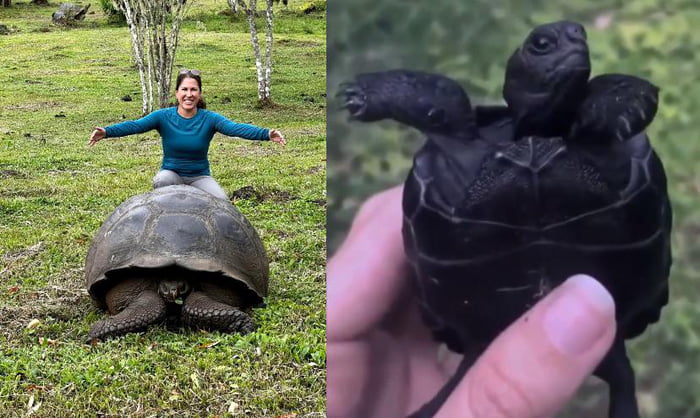 The size of a baby vs adult Galapagos Giant Turtle - 9GAG