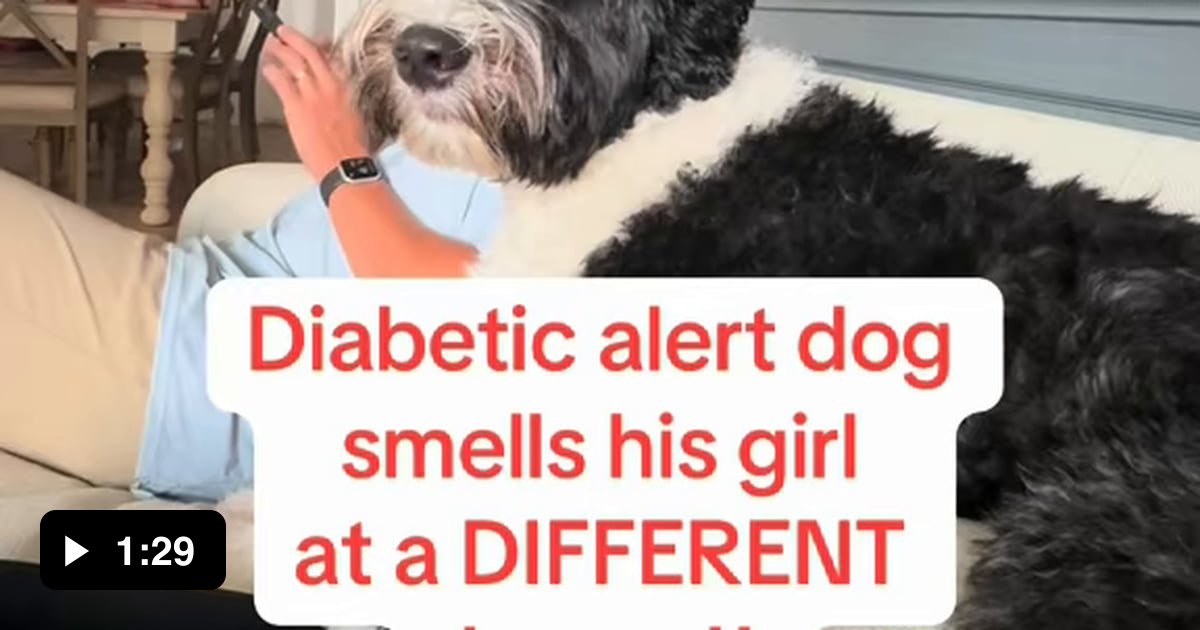 Absolutely amazing he smelled the low blood sugar from ACROSS the street! Such a good boi!!!! - 9GAG