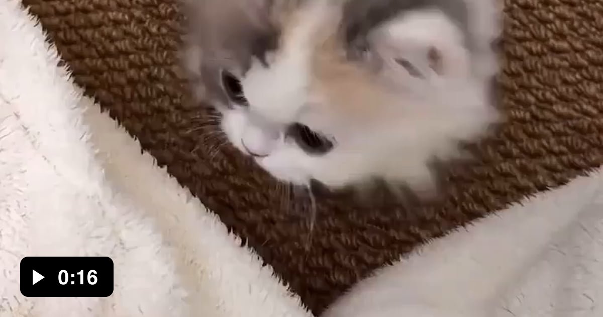 Look at that tiny little fluffball - 9GAG