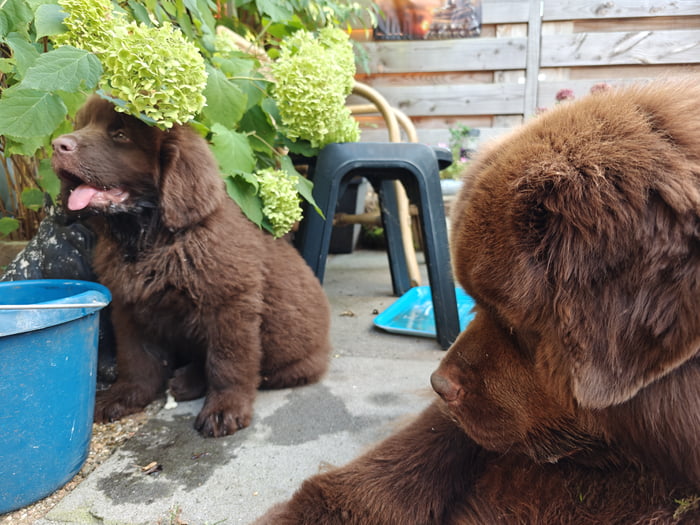 I like you all to meet Ayo (the smaller one) the big ones name is Oscar - 9GAG