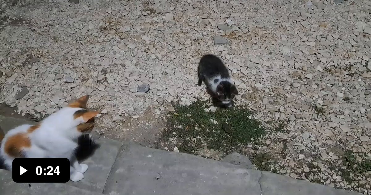 Mom cat observing new apex predator. Sound on - 9GAG